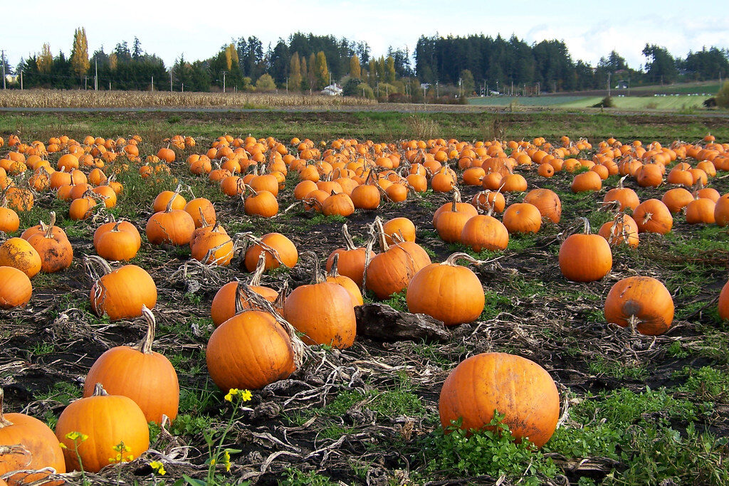 20 Best Fall Activities Every Family Should Try | The WiC Project Blog