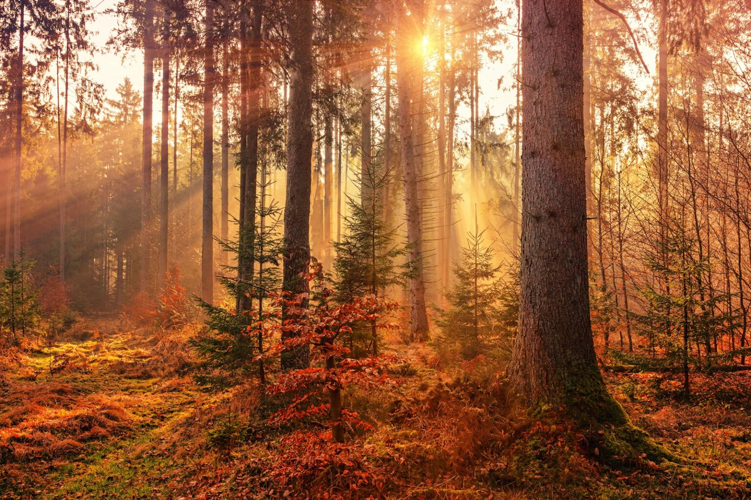 18 Interesting Facts about Fall That Will Make you Love the Season ...