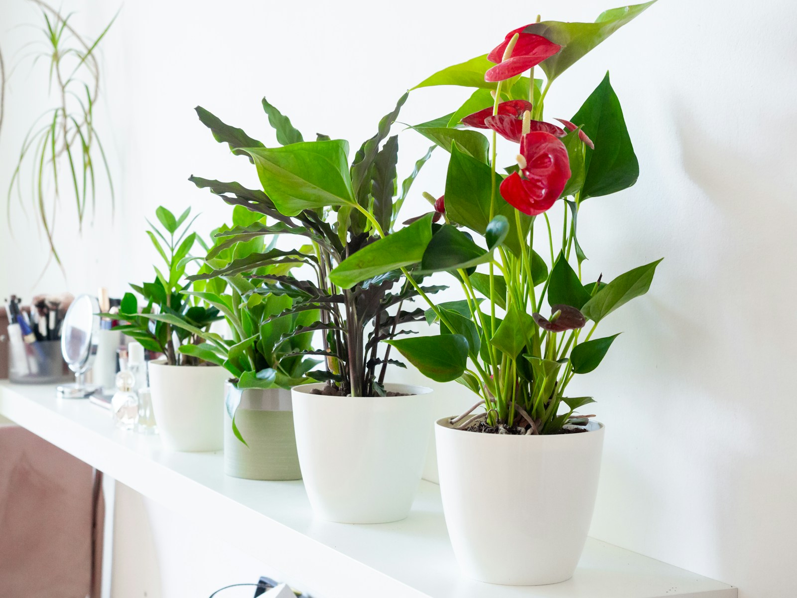 5 Easy-Growing Flowering Plants Perfect for Growing Indoors | The WiC ...