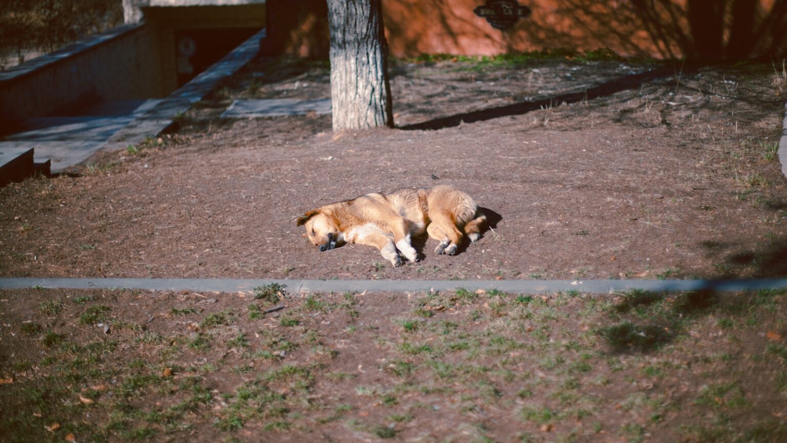 8 Dog Sleeping Positions and What They Really Mean | The WiC Project Blog