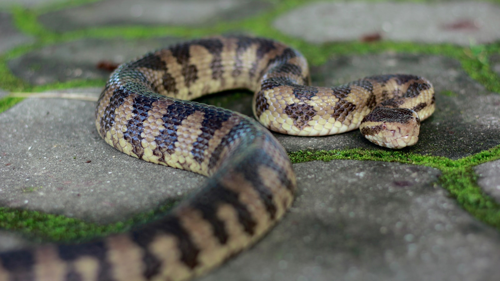 6 Dangerous U.S. Snakes You Never Want to Find in Your Yard | The WiC ...