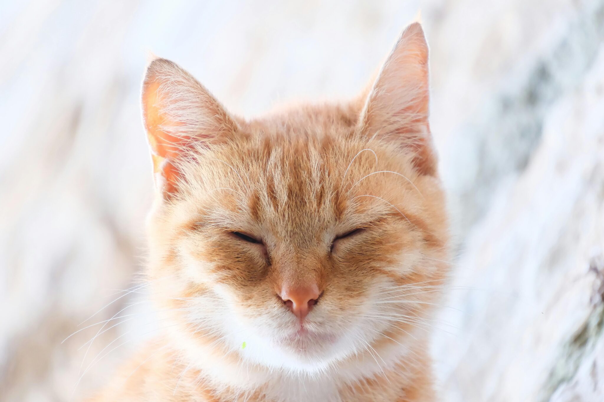 10 Signs Your Cat Truly Loves You and Won’t Leave Your Side | The WiC ...