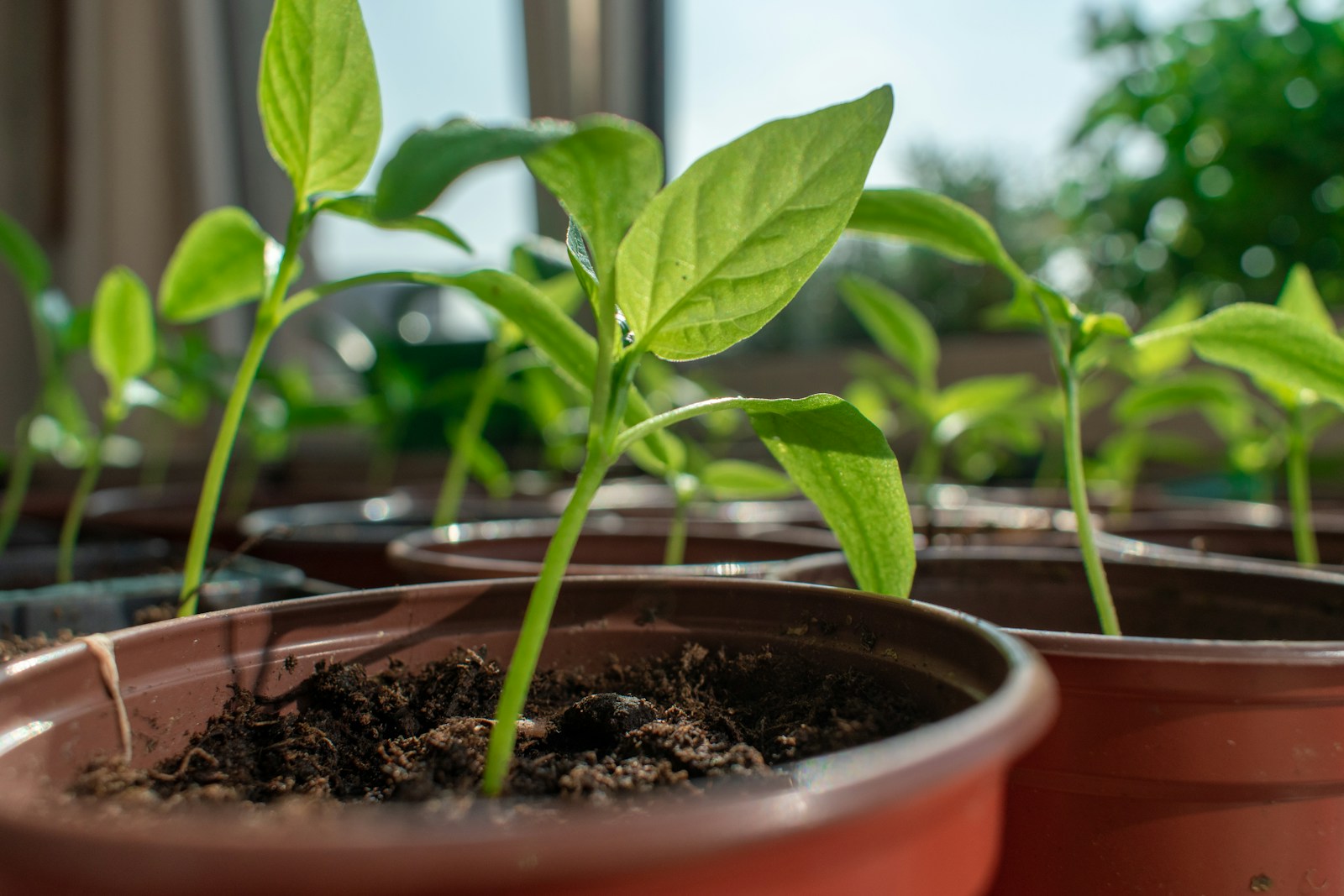 12 Plants Gardeners Say Aren’t Worth Growing From Seed | The WiC ...