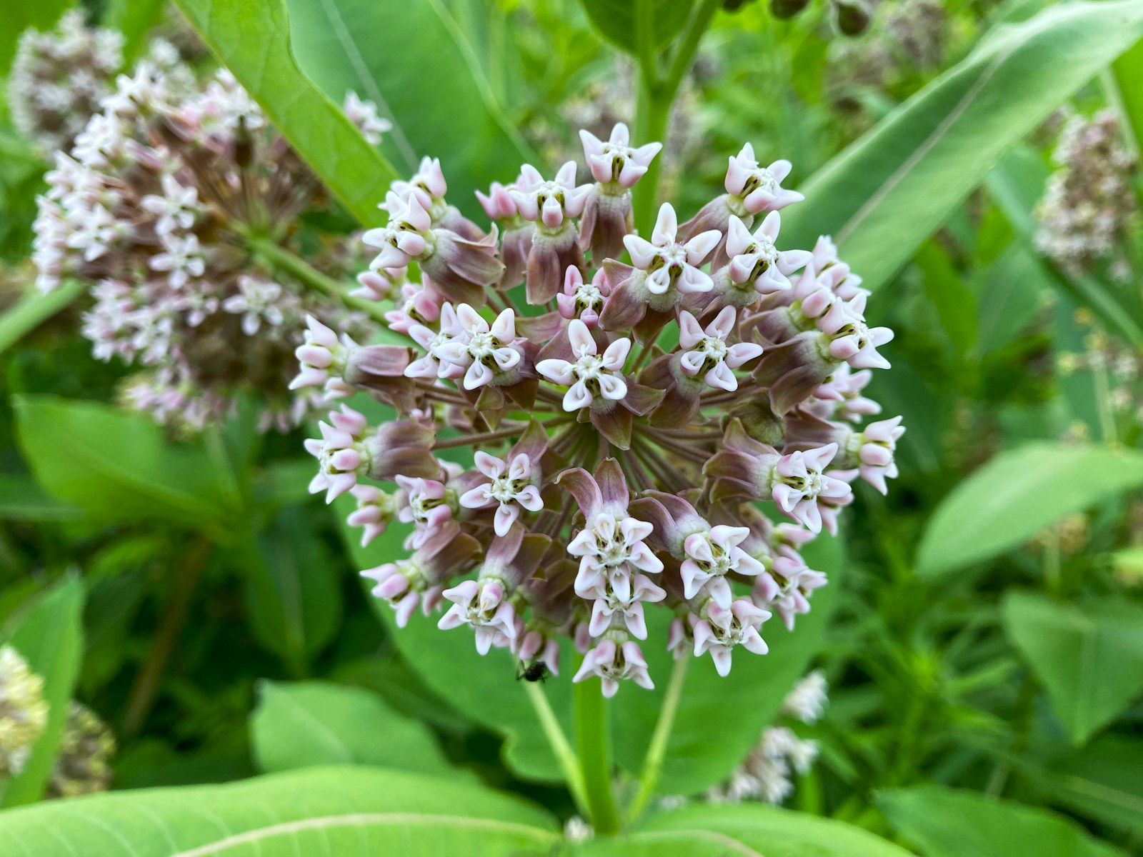 10 Reasons to Plant Milkweed This Fall | The WiC Project Blog