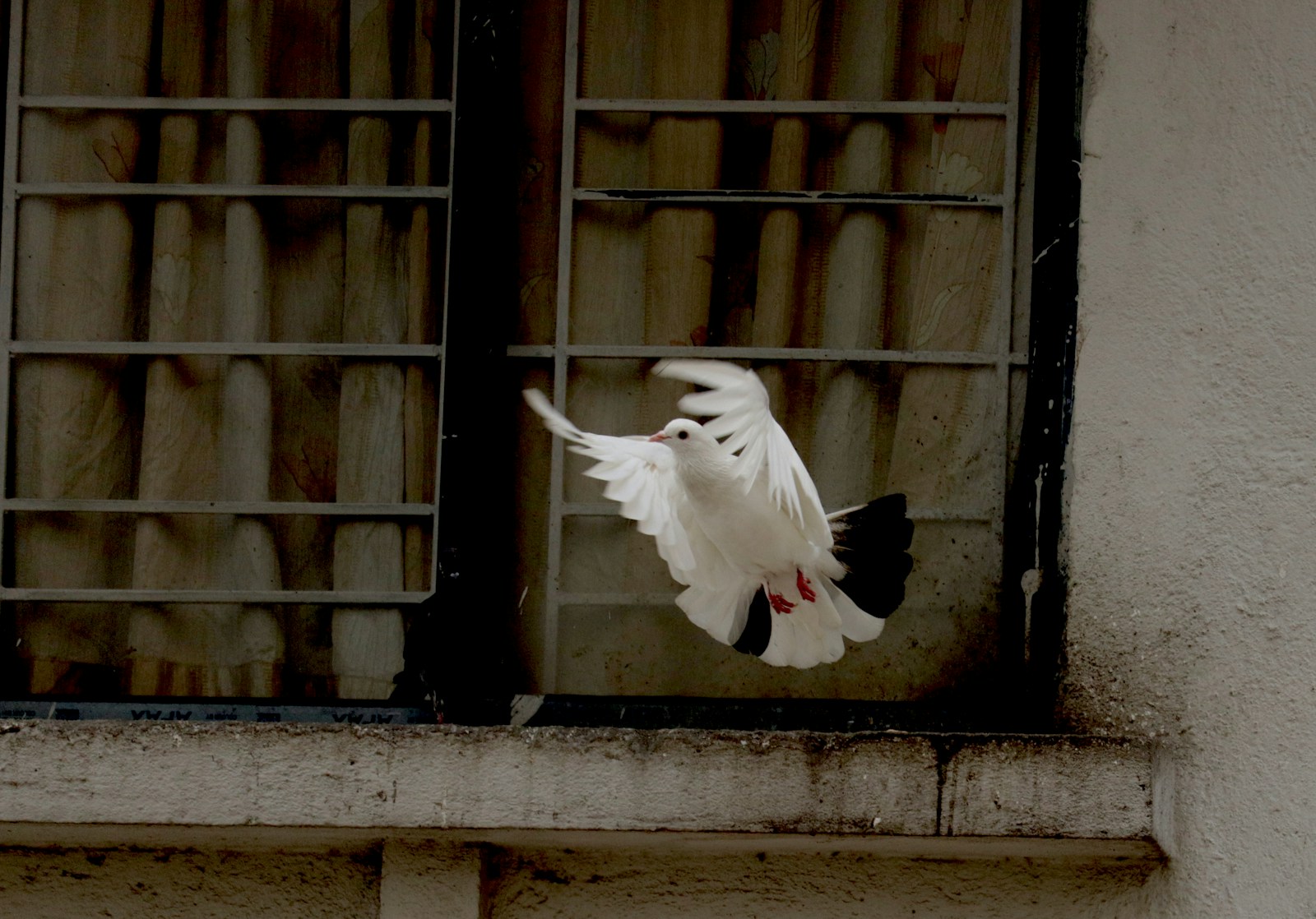 What It Means When a Bird Flies Into Your House or Window | The WiC ...
