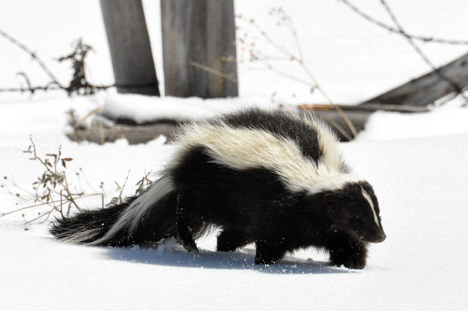 16 Smart Ways to Stop Skunks from Coming Near Your Home | The WiC ...