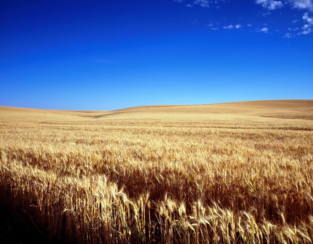 Why Kansas Is One of America’s Leading Wheat Producers | The WiC ...