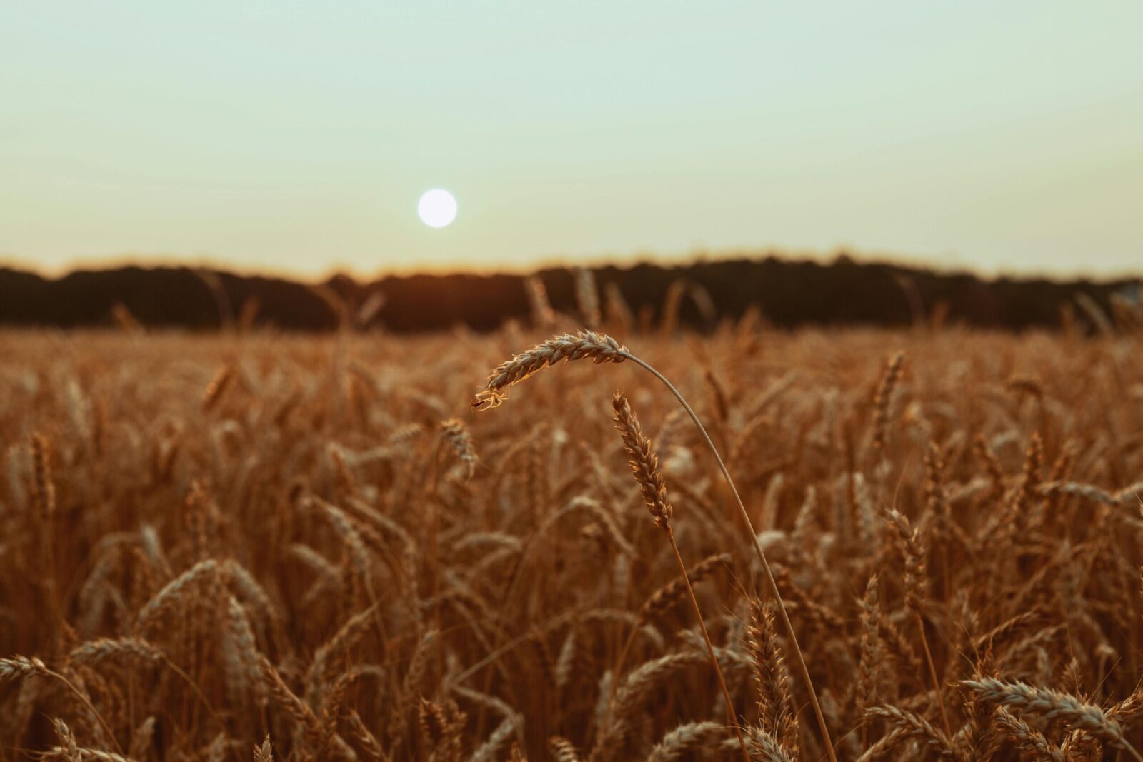 Why Kansas Is One of America’s Leading Wheat Producers | The WiC ...