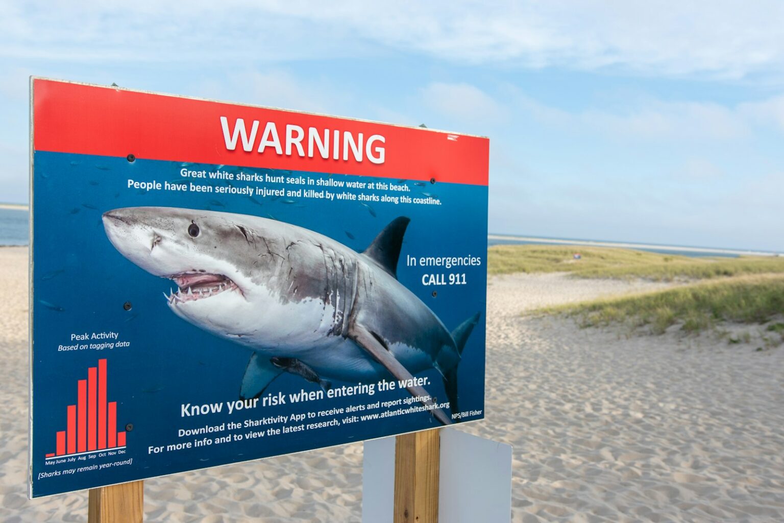 Shark Attack Puts Hawaii Island Beaches on High Alert | The WiC Project ...