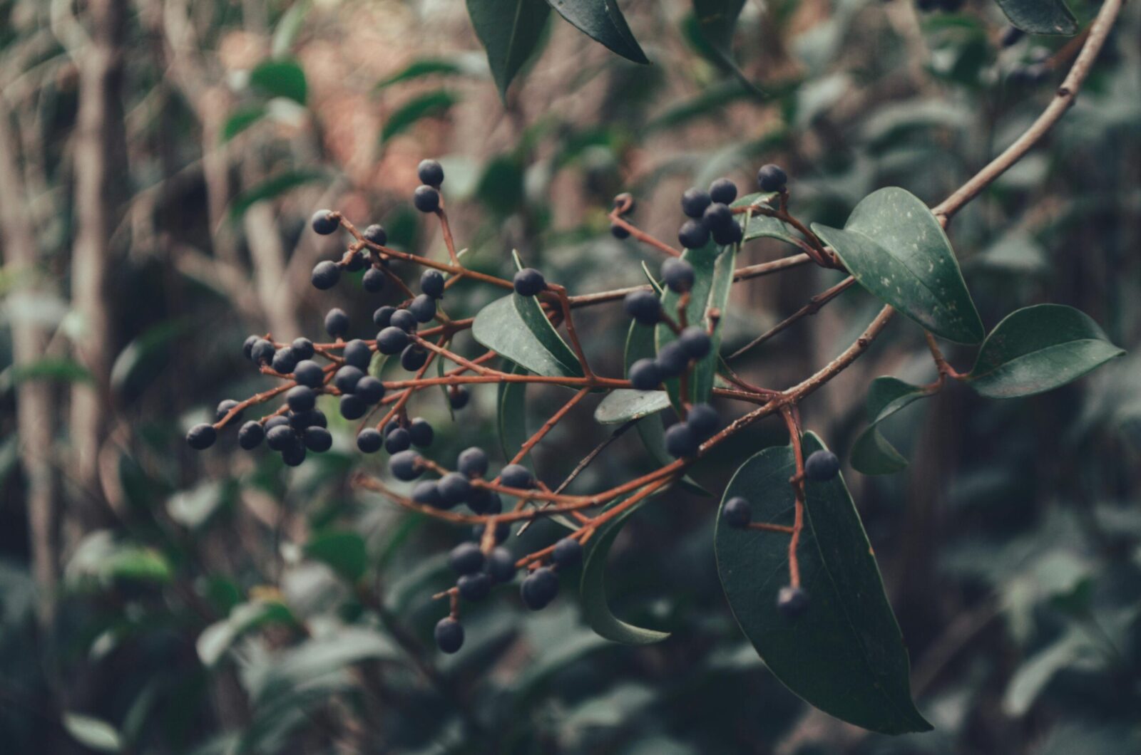 12 Invasive Species Threatening Ecosystems in Texas, Florida, and ...