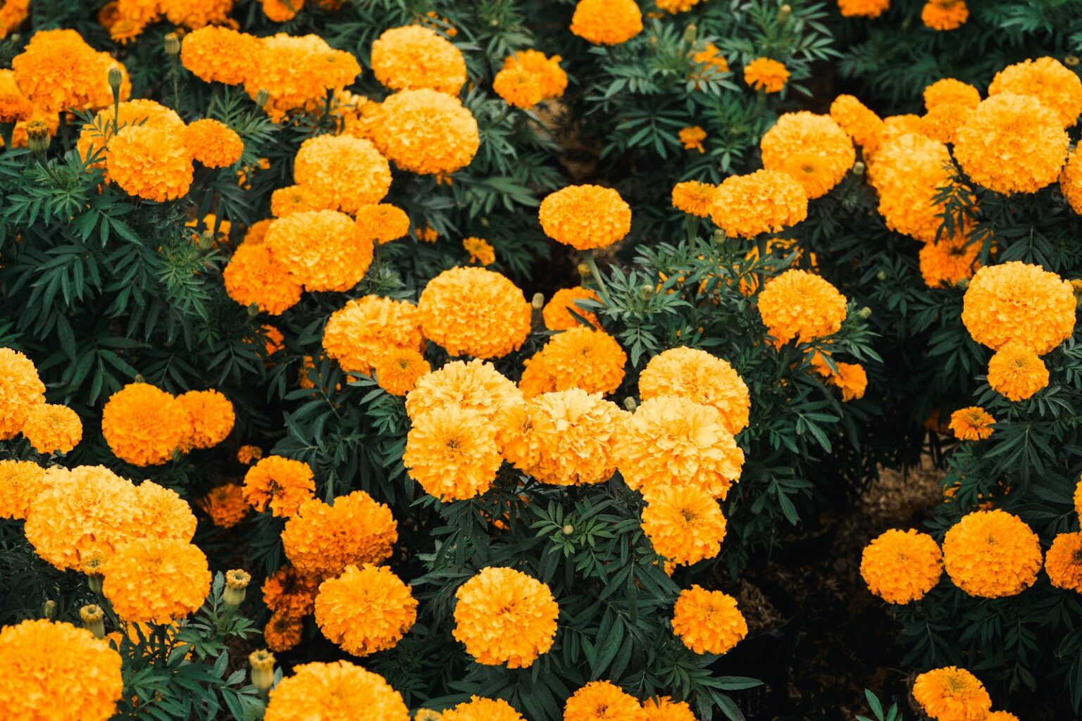 11 Low Maintenance Flowers That Thrive Even If You Forget Them | The ...