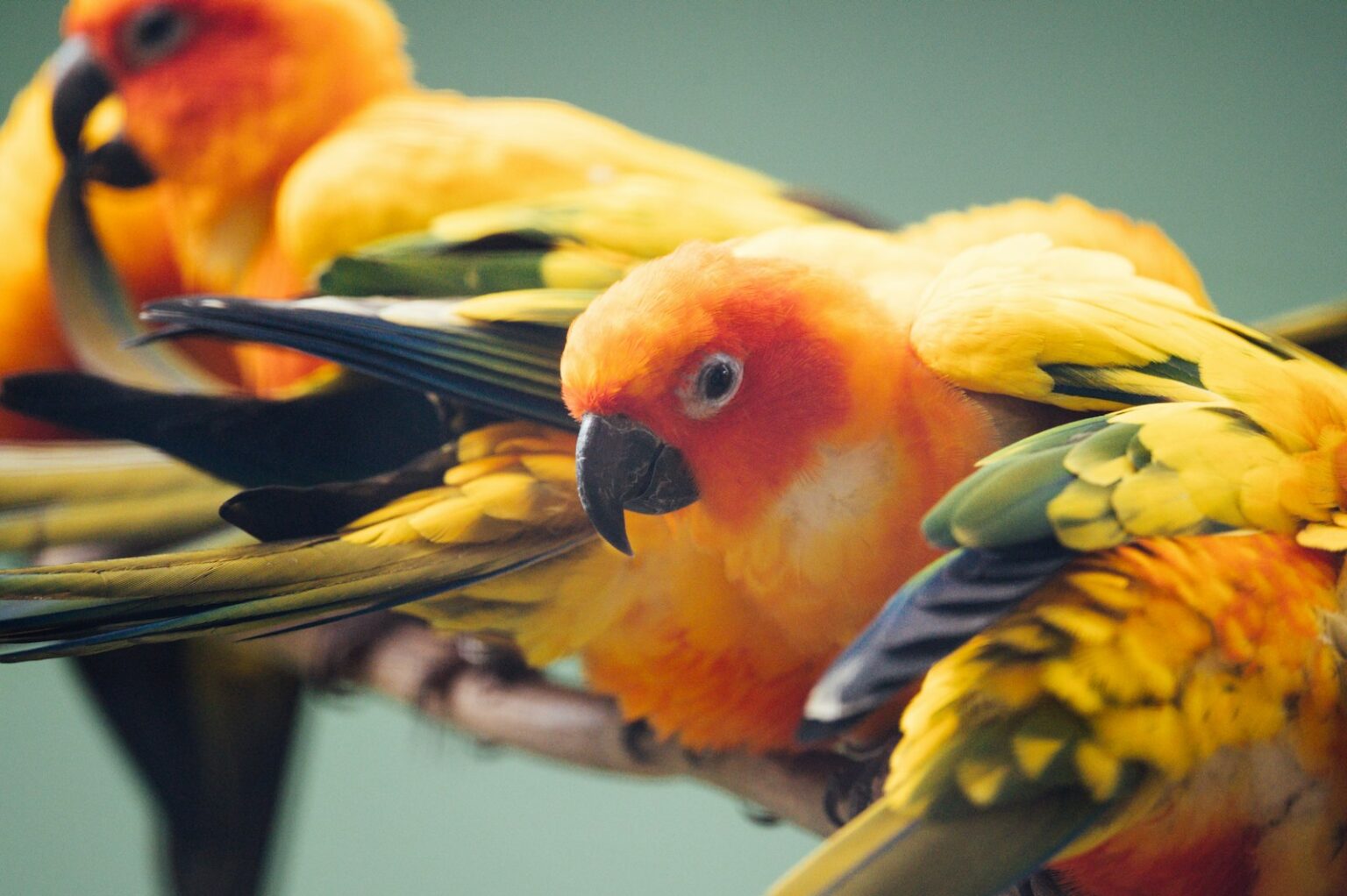Why the Viral Bird Theory Has People Arguing About Shared Human ...