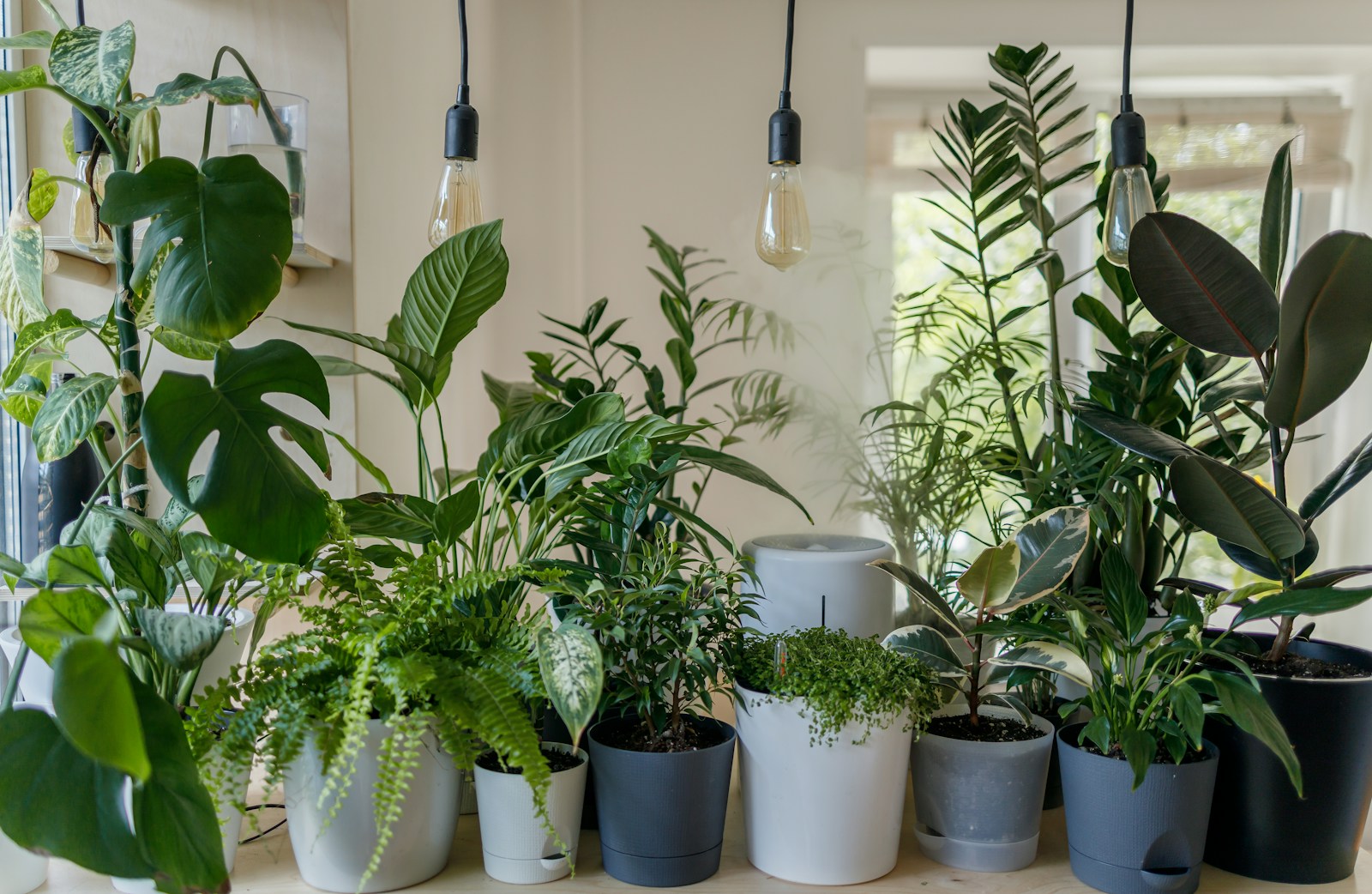 10 Fast Growing Houseplants That Practically Care for Themselves | The ...