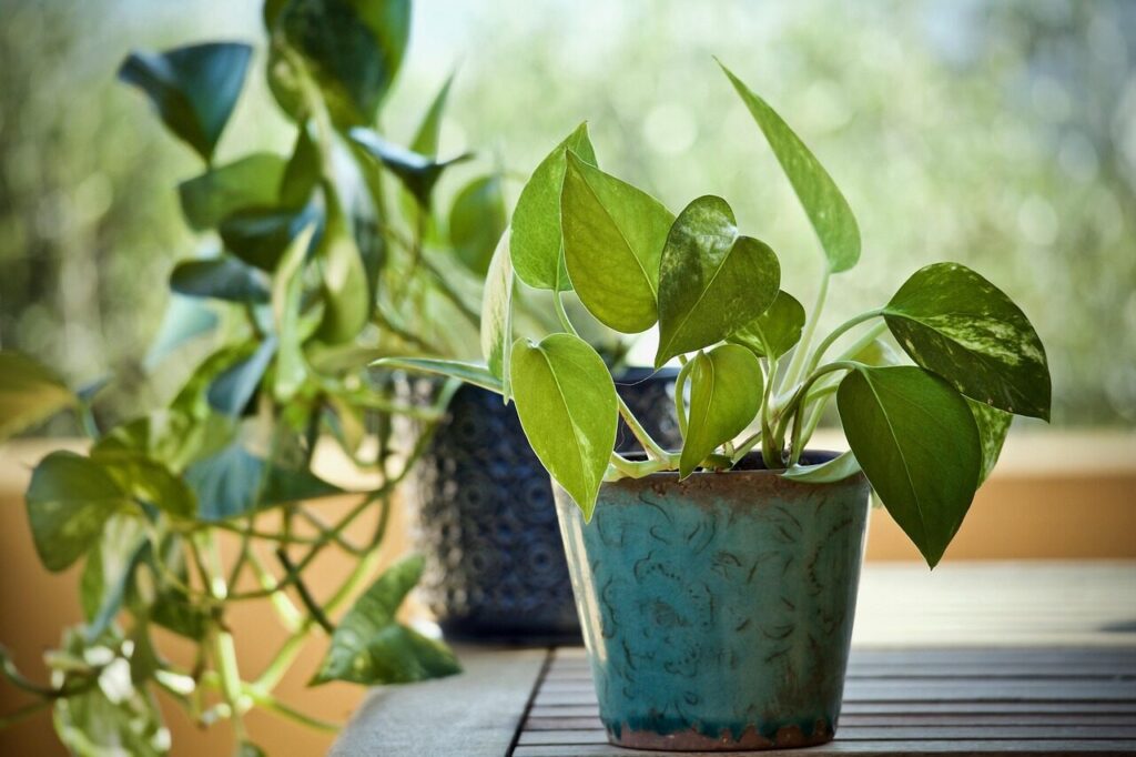 10 Fast Growing Houseplants That Practically Care for Themselves | The ...