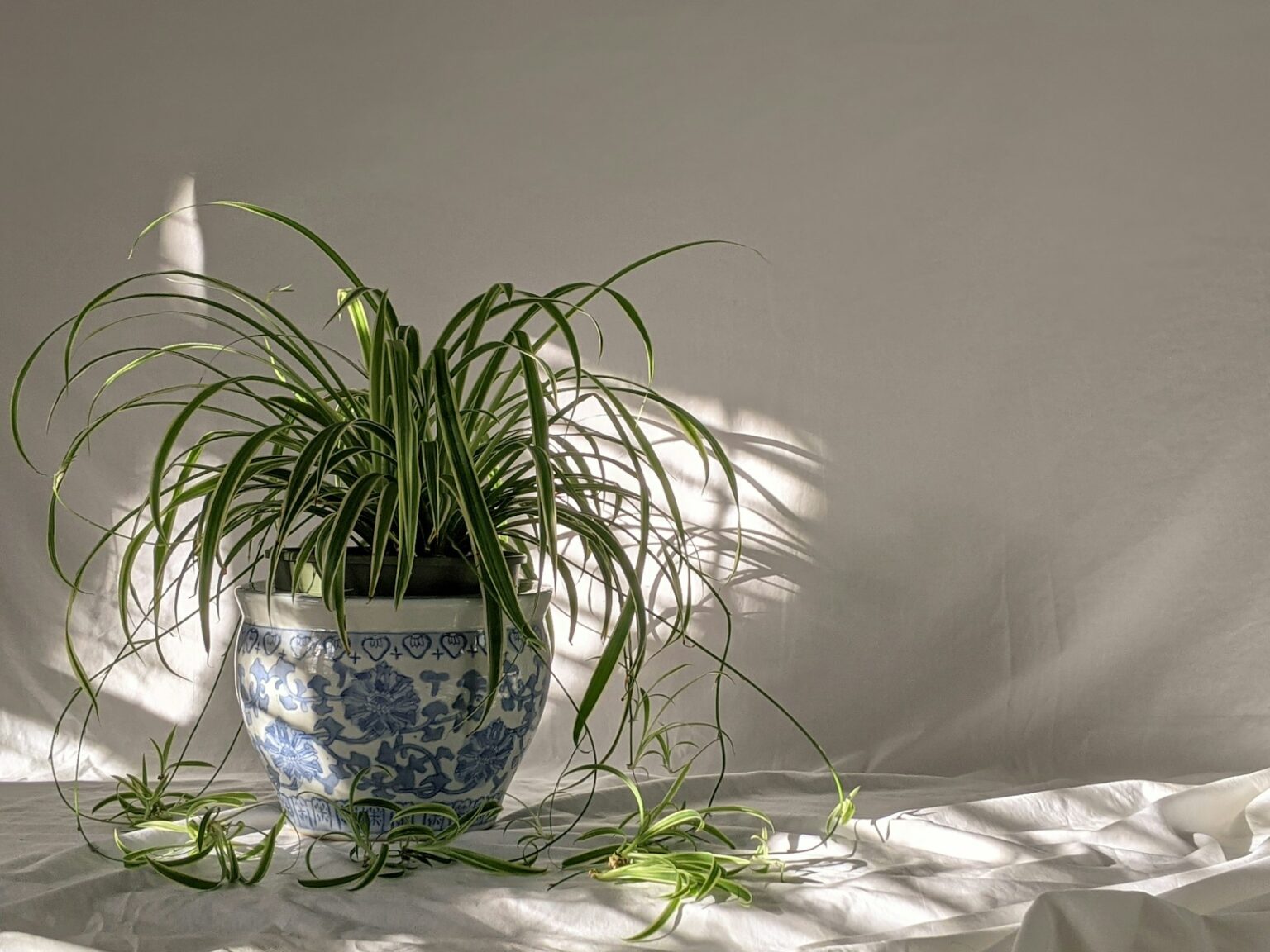 10 Fast Growing Houseplants That Practically Care for Themselves | The ...