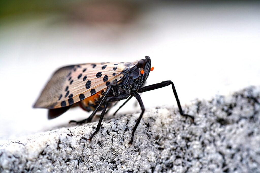 10 Invasive Chinese Pests Systematically Destroying American Property ...